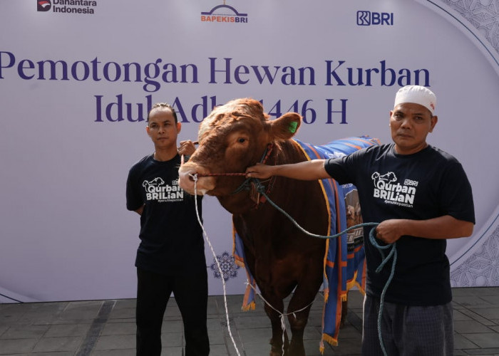 Semangat Berbagi Idul Adha 1446 H, Bapekis dan Karyawan BRI Salurkan 961 Hewan Kurban untuk ...
